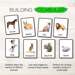40 Animals Cards | Montessori Flash Card | Real Pictures Cards ...