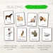 40 Animals Cards | Montessori Flash Card | Real Pictures Cards ...