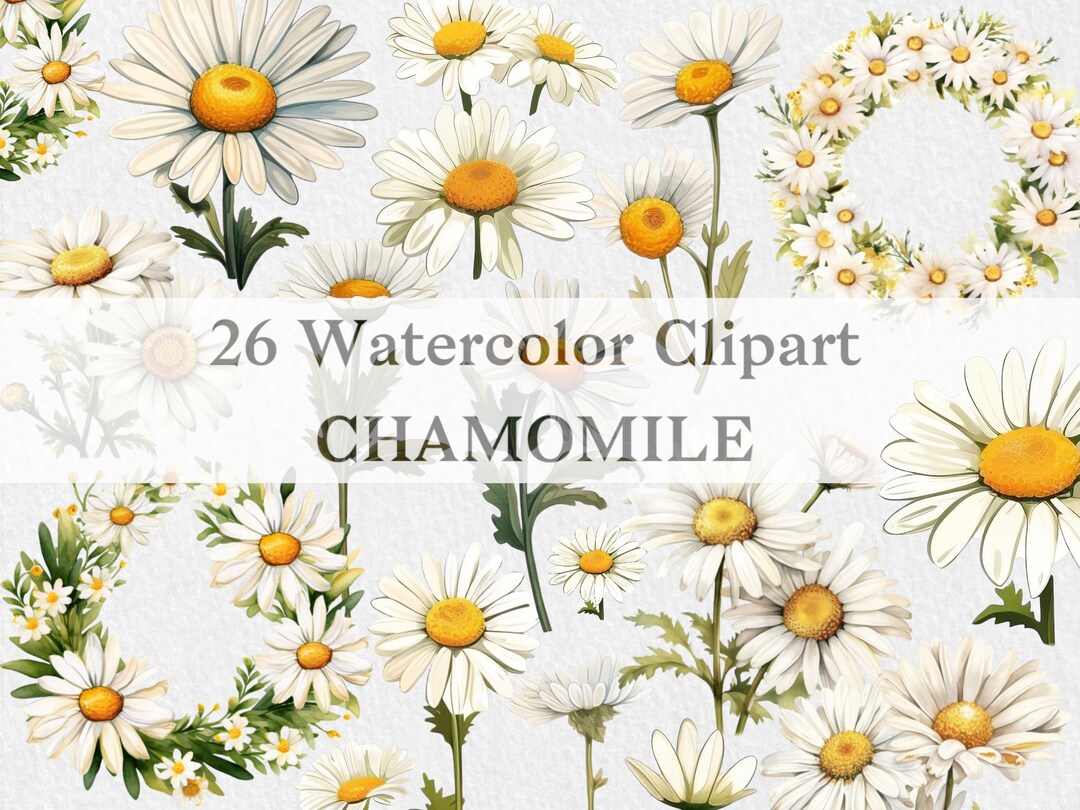 Watercolor Daisies Flowers Clipart Collection, White Chamomiles ...