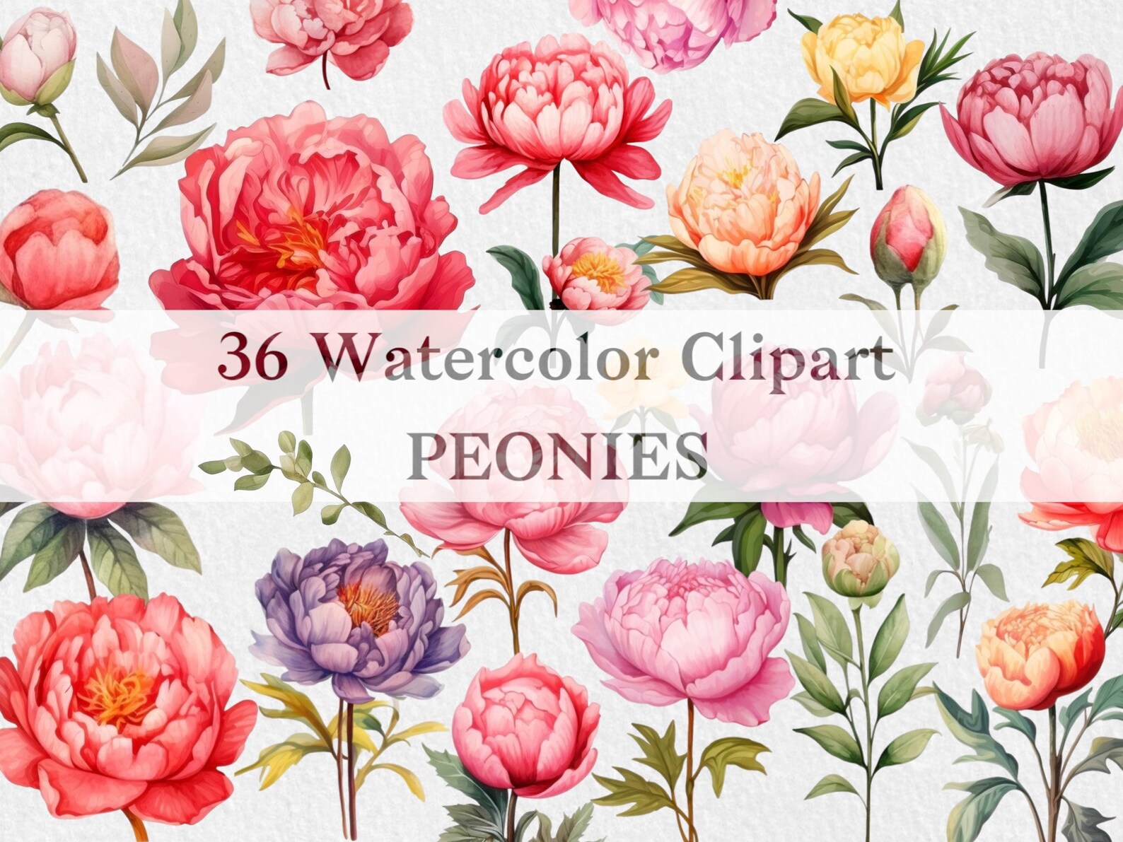 Watercolor Peonies Clipart, Romantic Wedding Floral Clipart, Spring ...