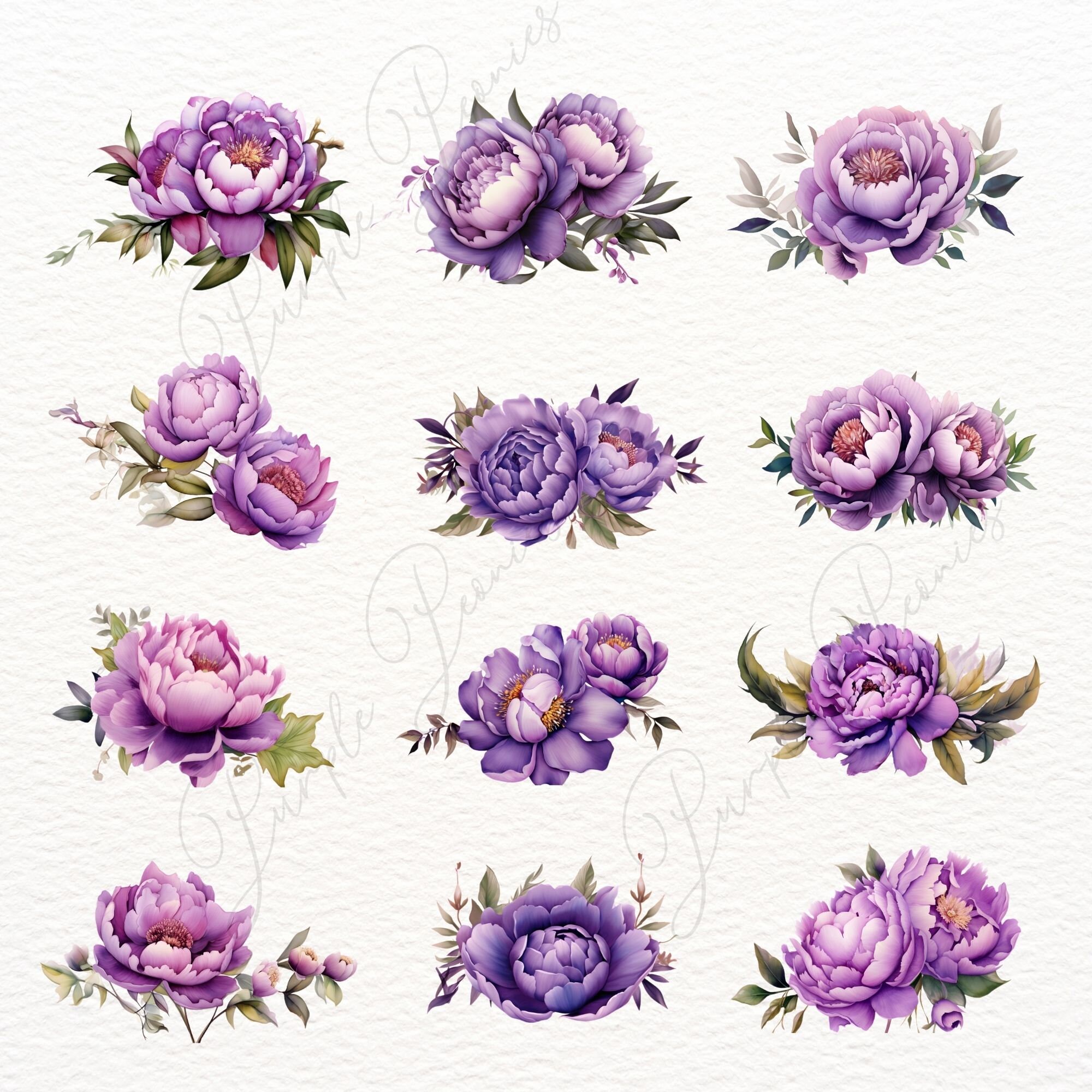 Peonies Flowers Watercolor Peonies Png Watercolour Purple Peonies ...