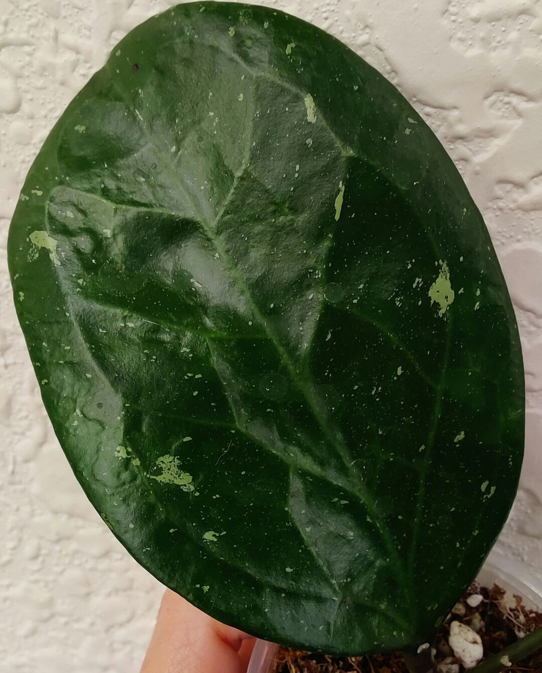 Hoya 'michele' With Splash, Top Cut. - Etsy