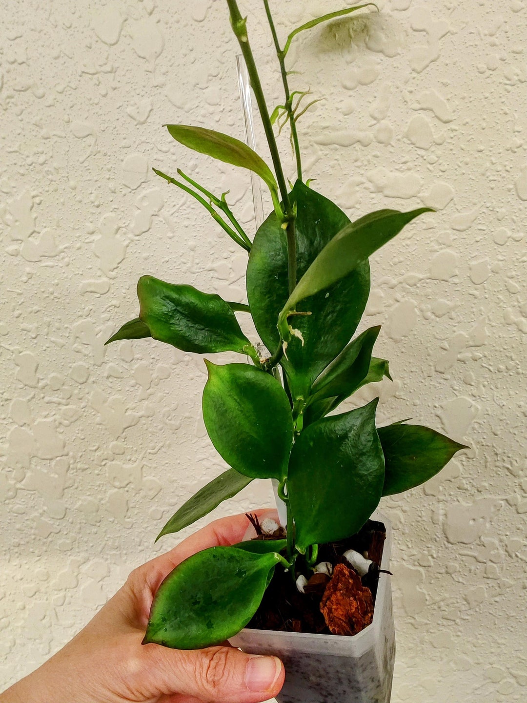 ET0214 Hoya Anulata FKA Pseudo Littoralis. 2 LARGE ROOTED Cuttings. Sun ...