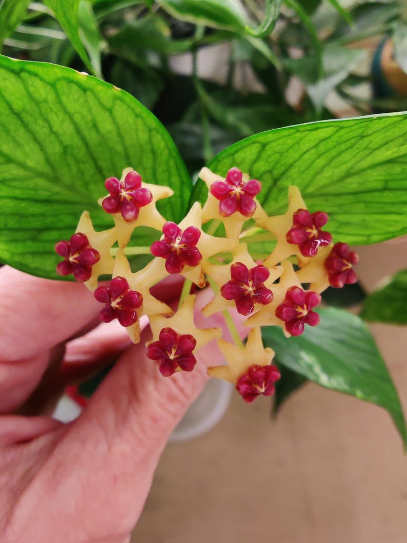 HOYA POLYNEURA Bundle | Jasminka Silver Variegated | Rare Fishtail ...
