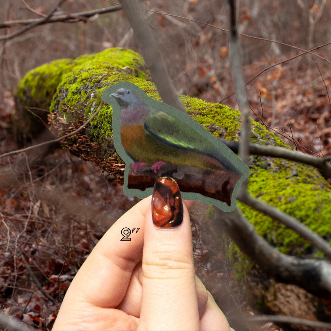 Avian August Pink Necked Green Pigeon Vinyl Sticker - Etsy