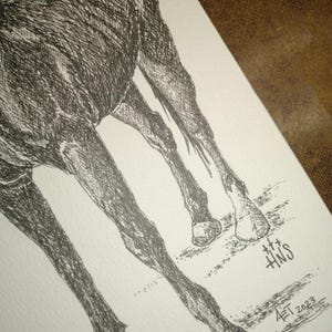 Pen and Ink Sketch of Thoroughbred (derby)/ Horse Portrait/ Horse Art ...