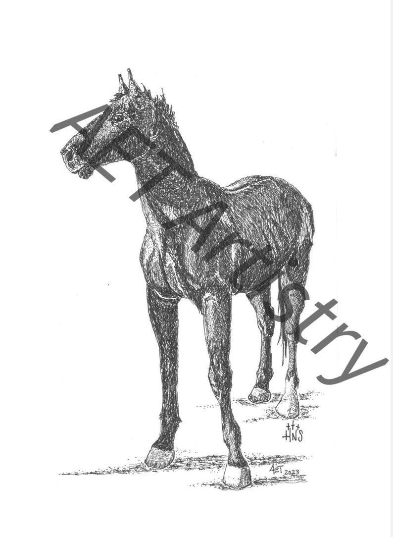 Pen and Ink Sketch of Thoroughbred (derby)/ Horse Portrait/ Horse Art ...