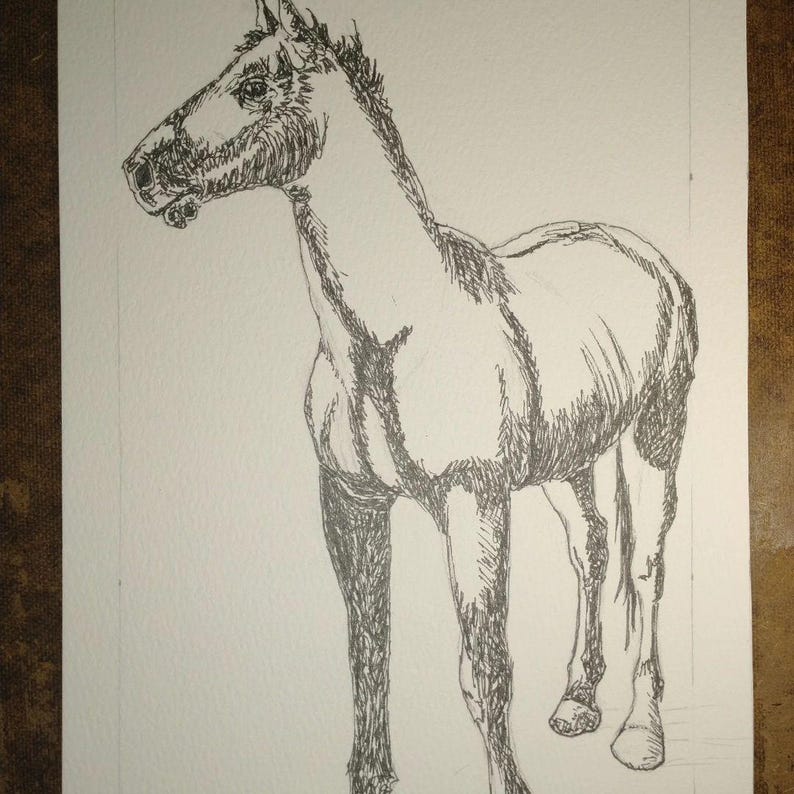 Pen and Ink Sketch of Thoroughbred (derby)/ Horse Portrait/ Horse Art ...