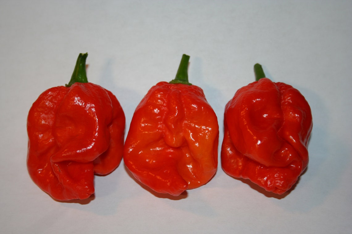 Armageddon Pepper 15 Seeds - Etsy