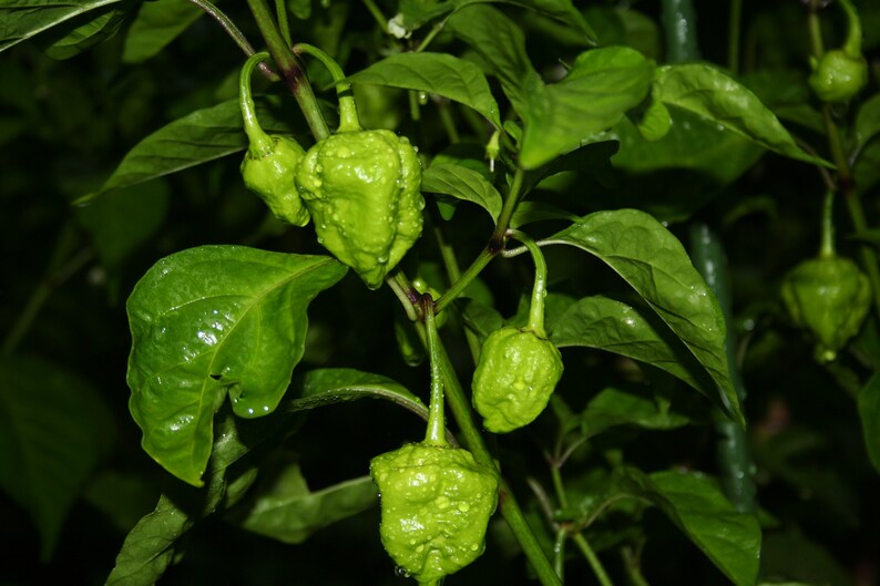 Armageddon Pepper 15 Seeds - Etsy