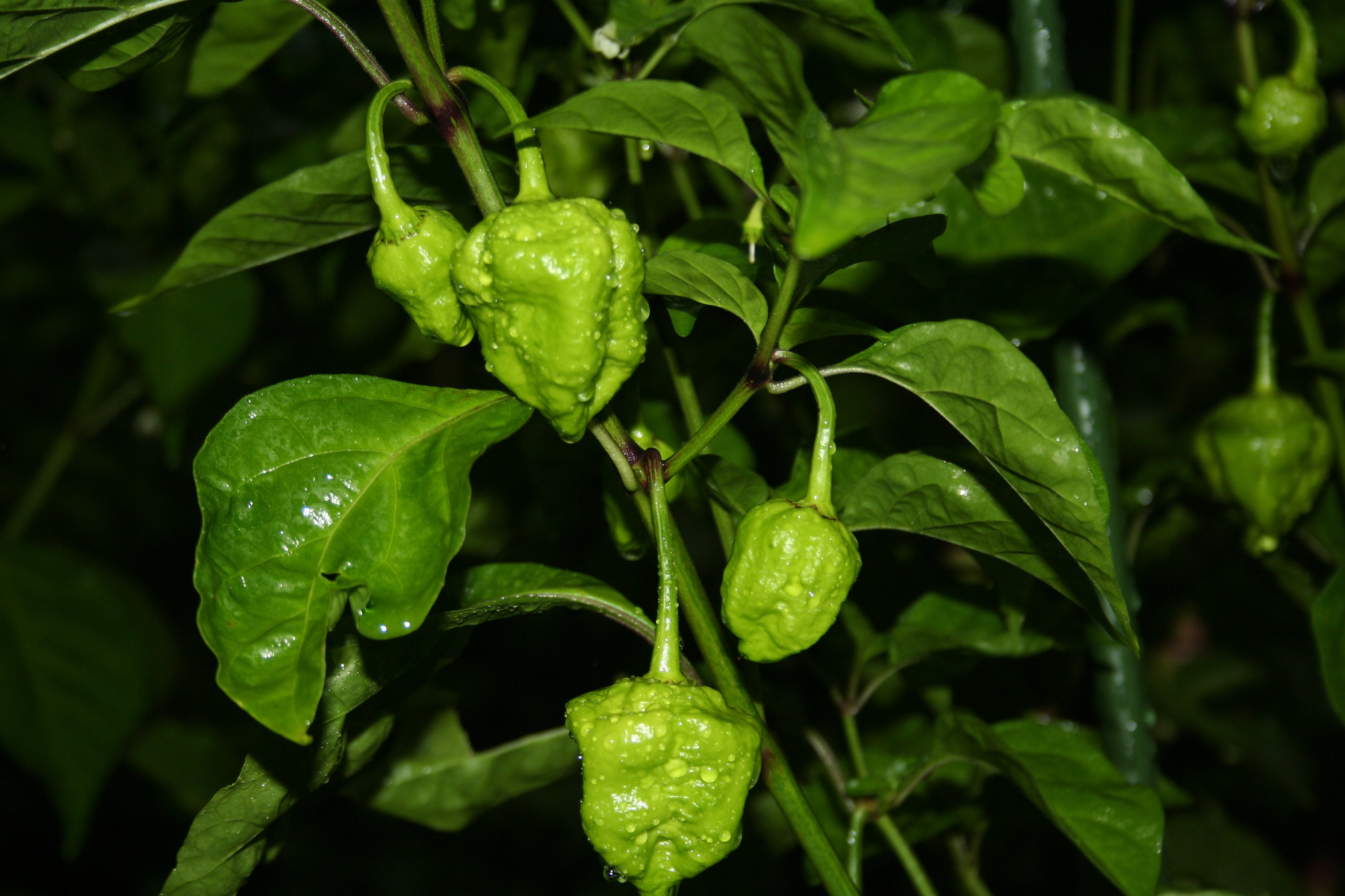Armageddon Pepper 15 Seeds - Etsy
