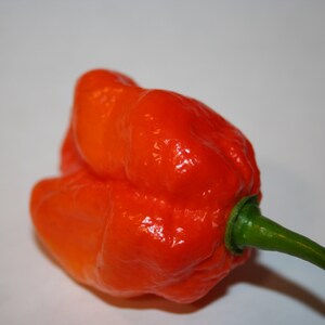 Armageddon Pepper 15 Seeds - Etsy