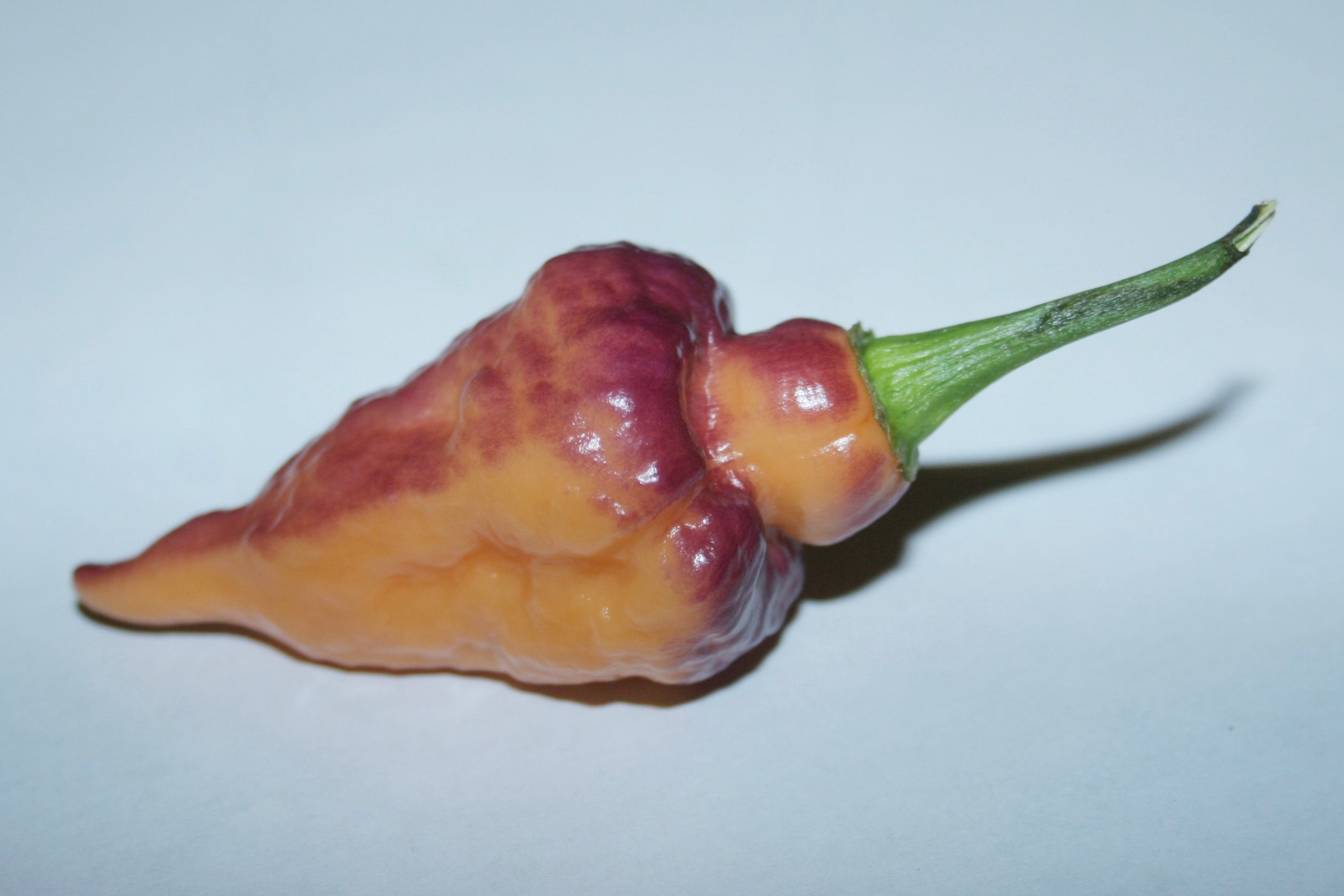 Bolivian Bumpy Carmen Pepper (15 Seeds) - Etsy