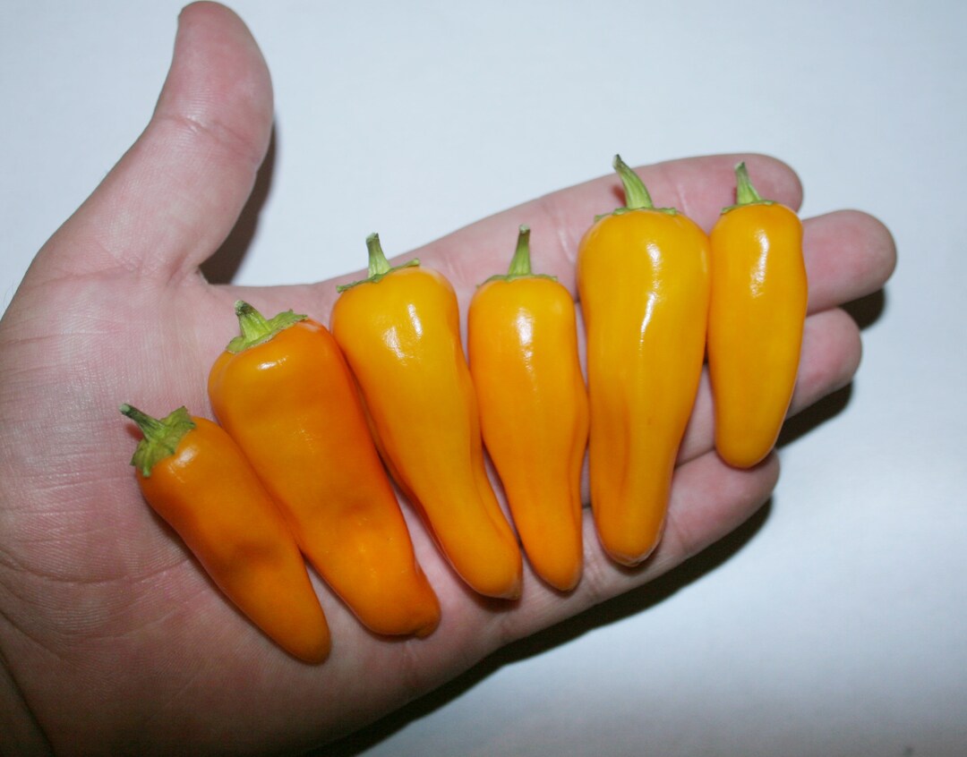 Cheyenne Pepper [F2] (15 Pepper Seeds) - Etsy