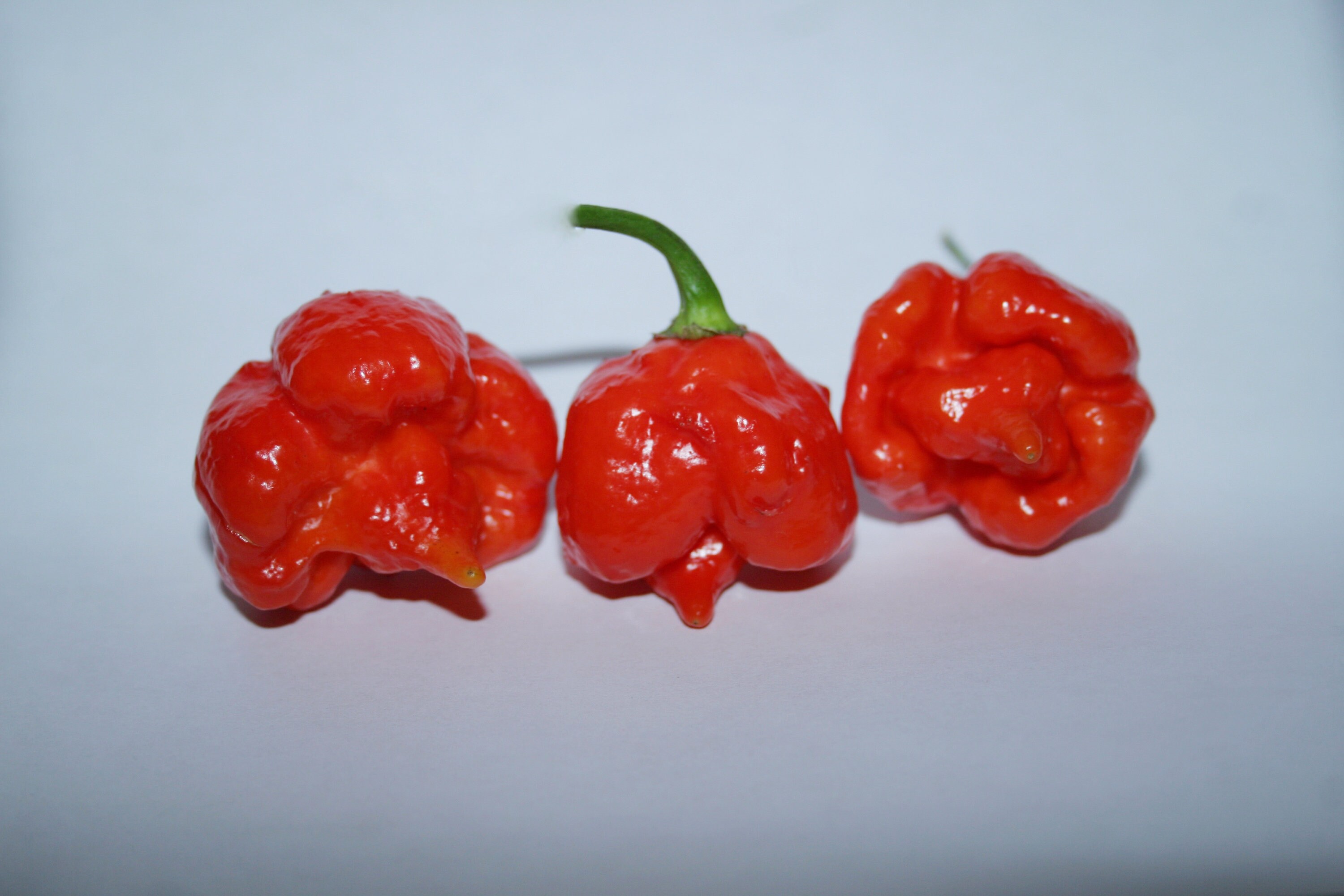 Trinidad Scorpion Pepper (15 Pepper Seeds) - Etsy