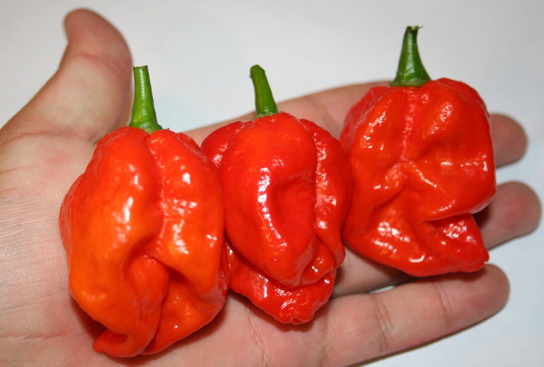 Armageddon Pepper 15 Seeds - Etsy