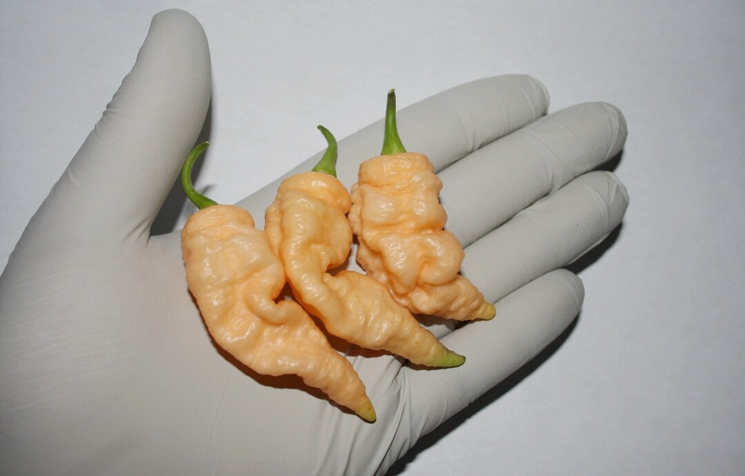 Thor's Thunderbolt Peach Pepper (15 Pepper Seeds) - Etsy