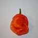 Armageddon Pepper 15 Seeds - Etsy