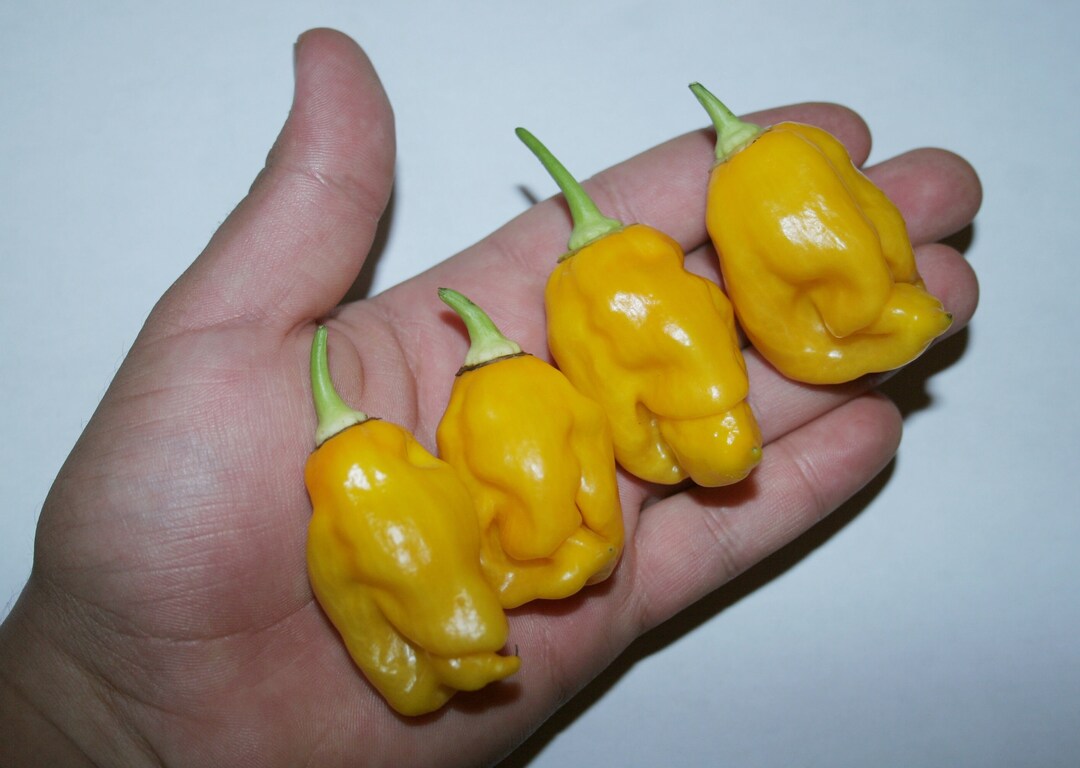 Jabba the Hutt Pepper (15 Pepper Seeds) - Etsy