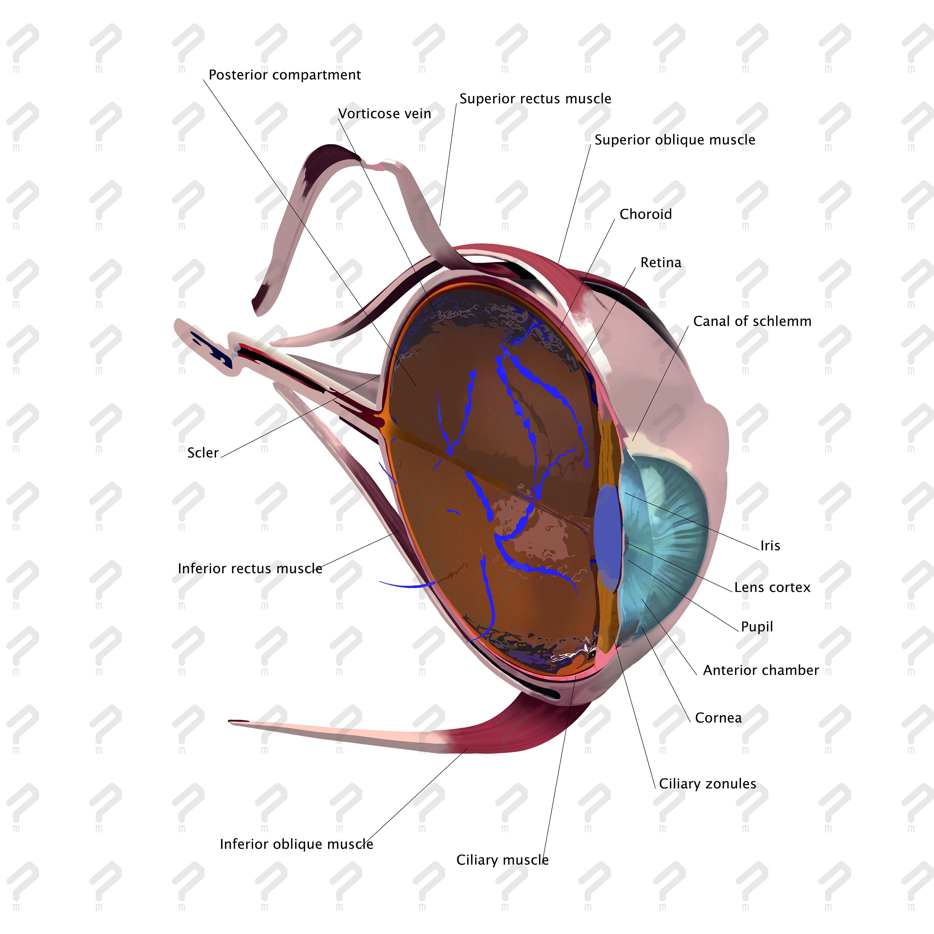 Anatomy of the Eye With Latin Names, Pdf, Tif, Jpeg, - Etsy