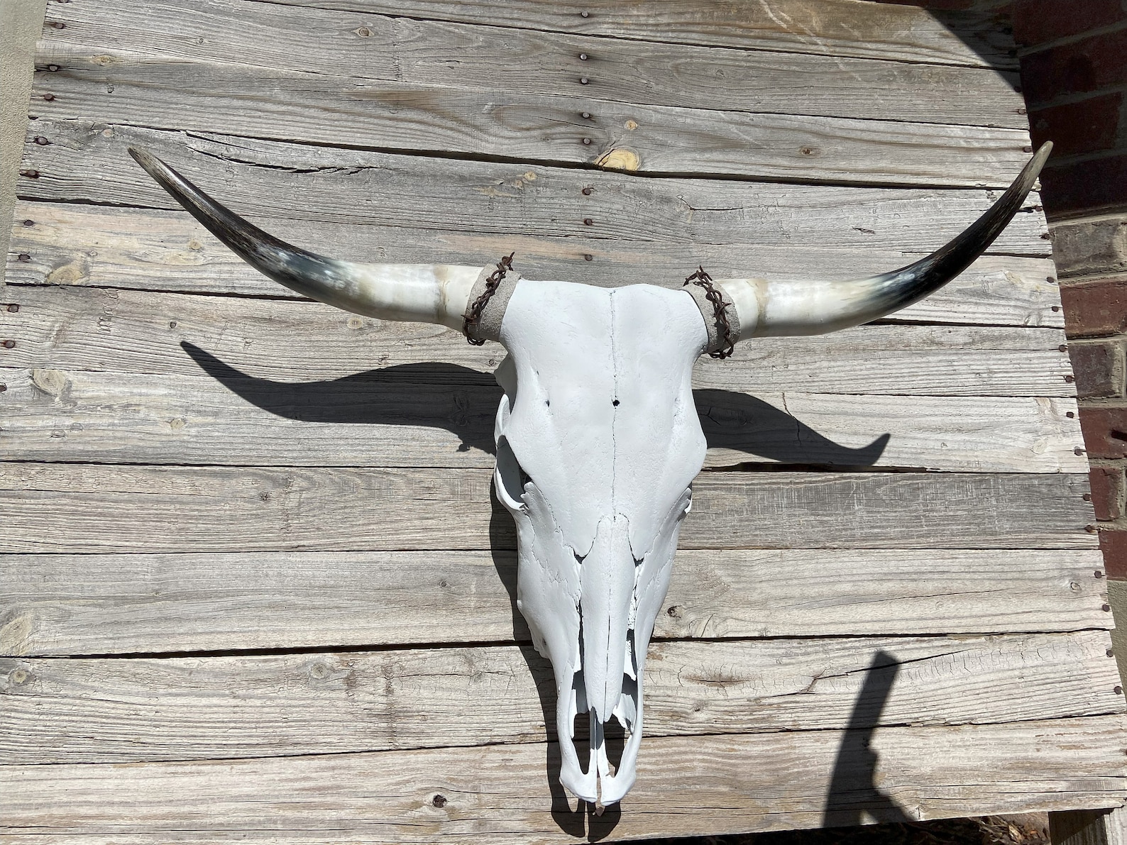 Real Steer Skull - Etsy