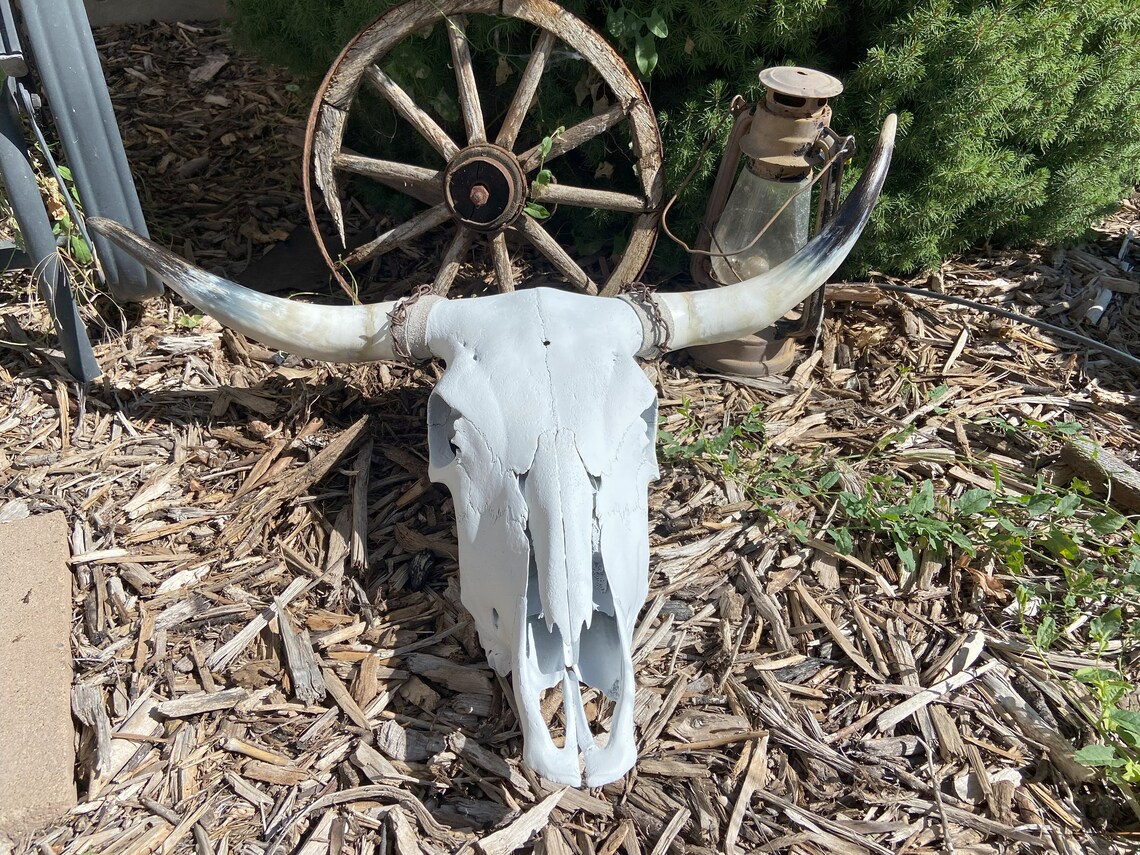 Real Steer Skull - Etsy