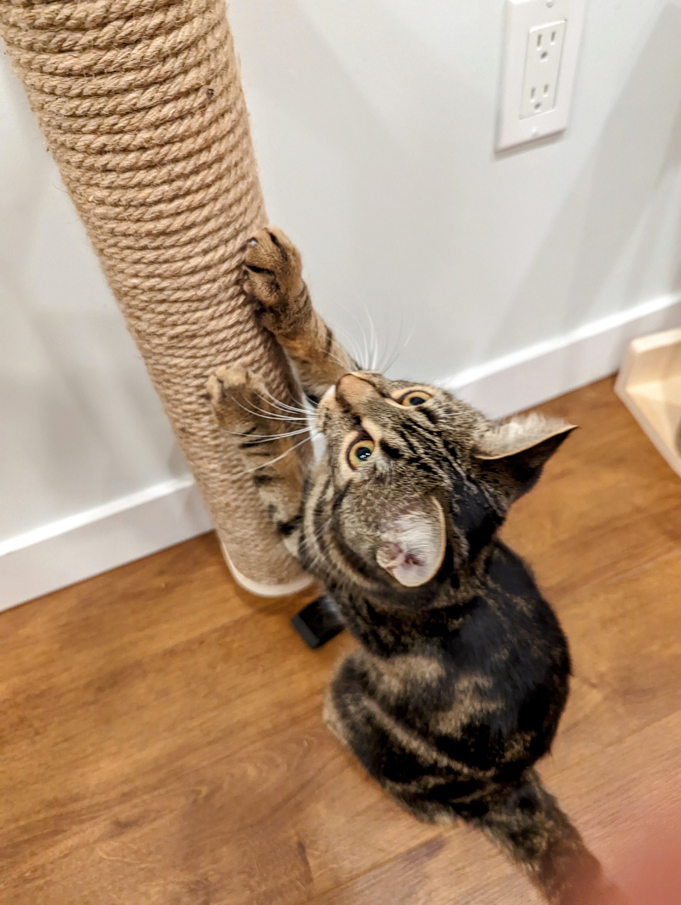 Cat Tree Furniture Wall Scratching Post Custom Modern Wooden Cat Tree ...