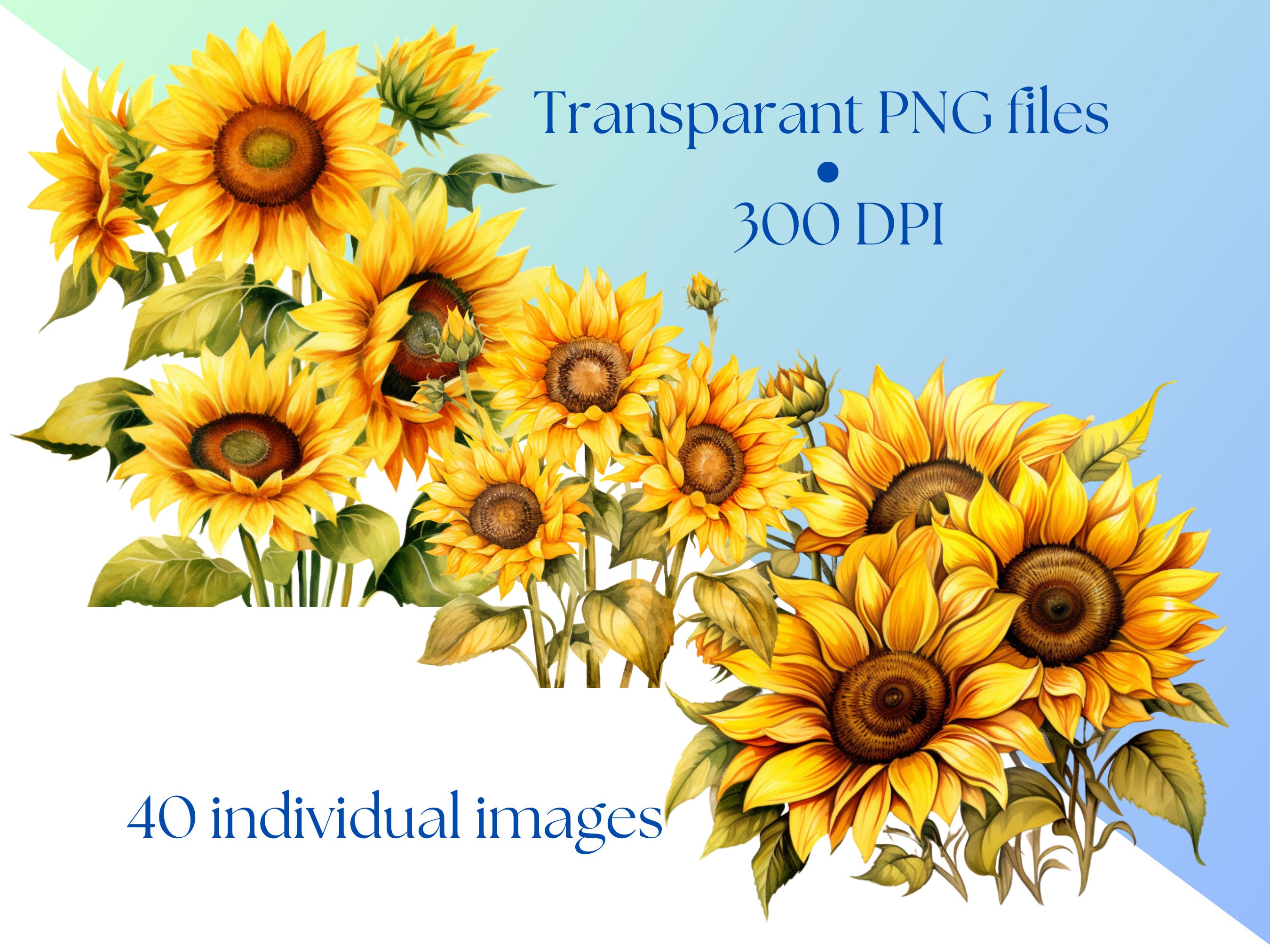 Watercolor Sunflowers Clipart Botanical Sunflower Clipart Watercolor ...