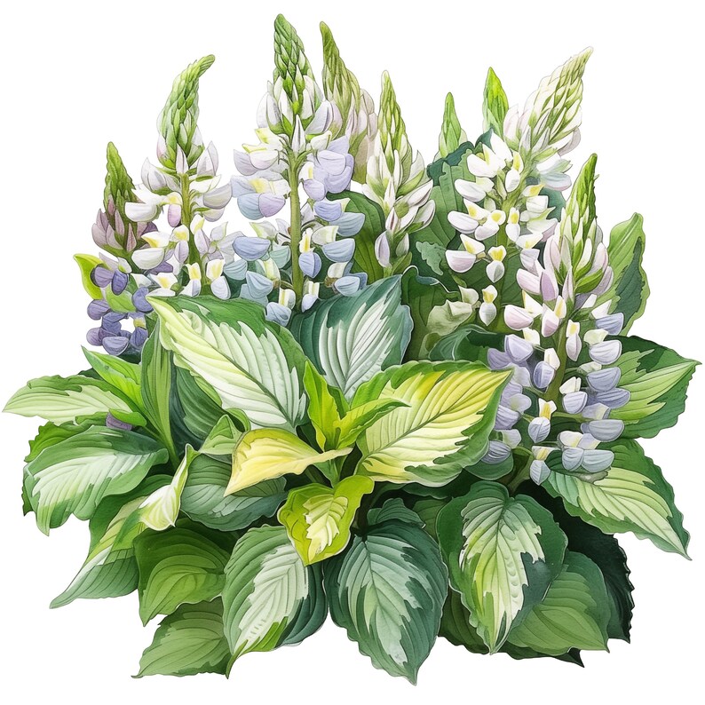 Hosta-bloom Plant Bundle, Watercolor Garden Flower Composition, Plants ...