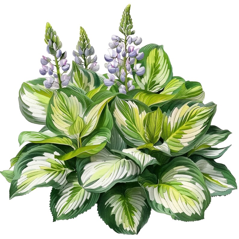Hosta-bloom Plant Bundle, Watercolor Garden Flower Composition, Plants ...
