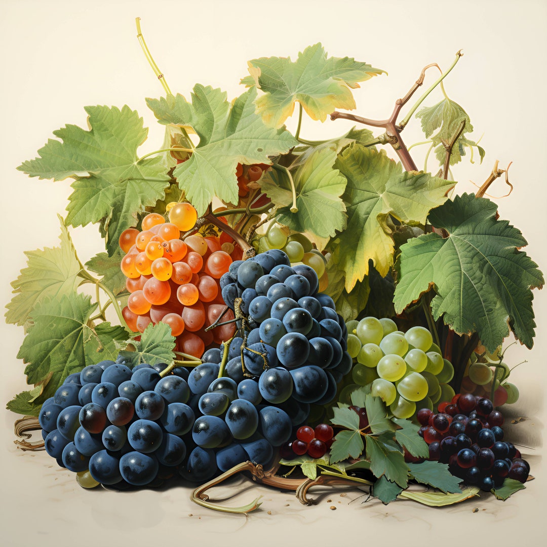 Grape Clip Art PNG, Sublimation - Etsy