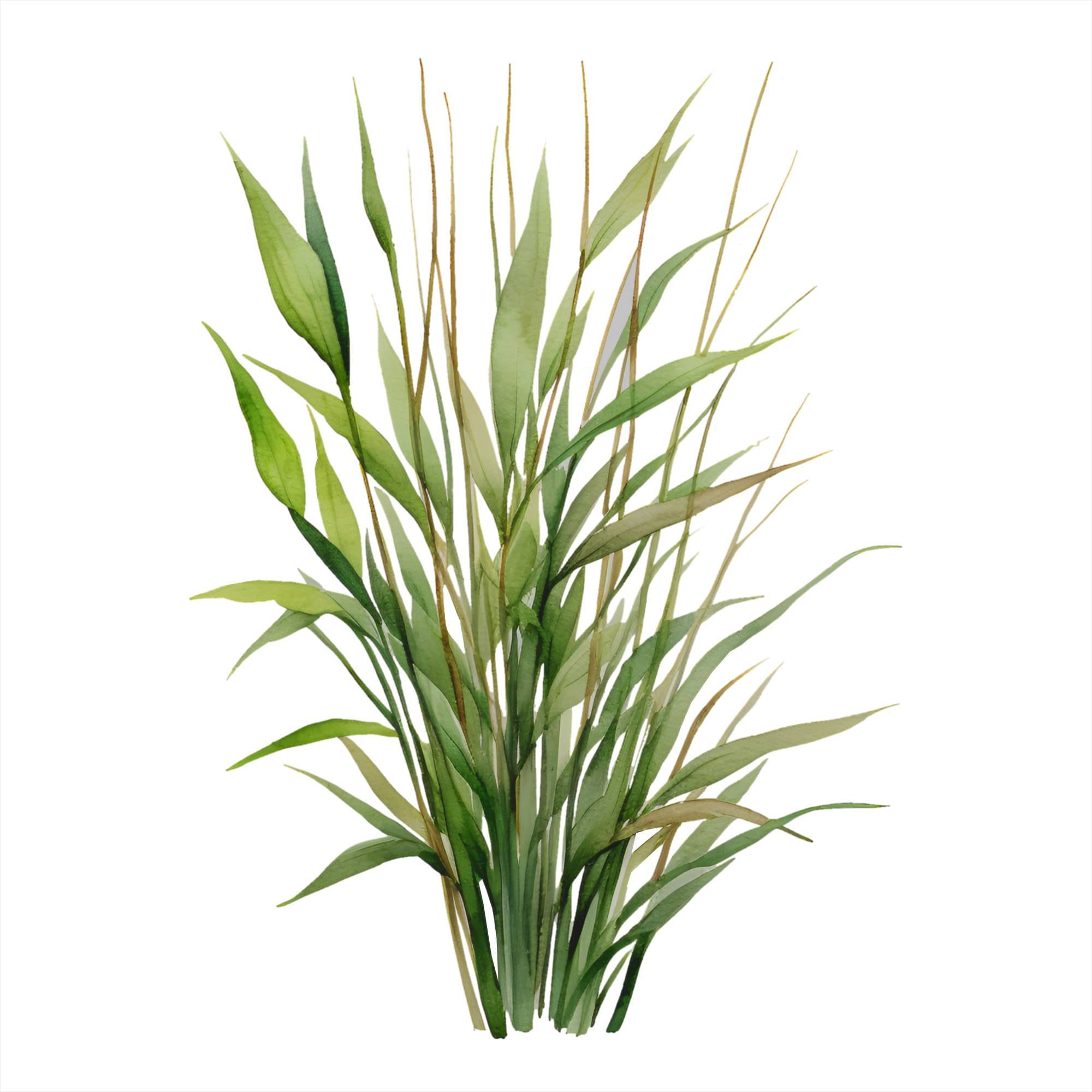Watercolor Grass Sticker Pack, Clip Art PNG - Etsy