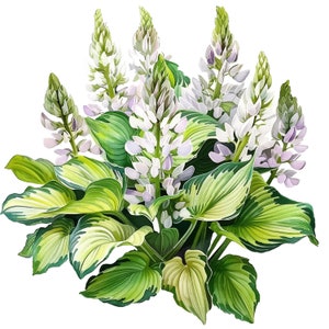 Hosta-bloom Plant Bundle, Watercolor Garden Flower Composition, Plants ...
