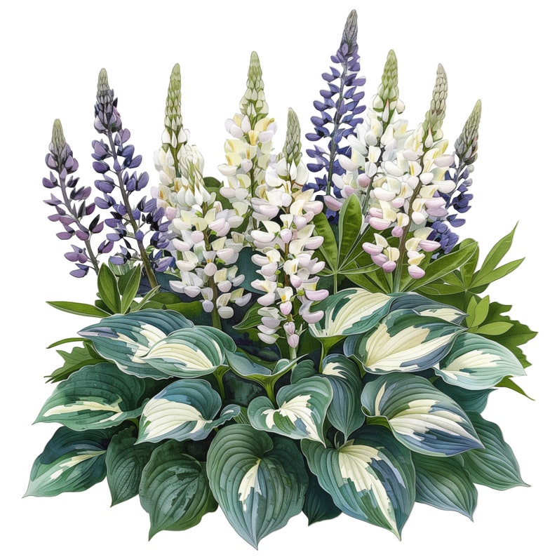 Hosta-bloom Plant Bundle, Watercolor Garden Flower Composition, Plants ...