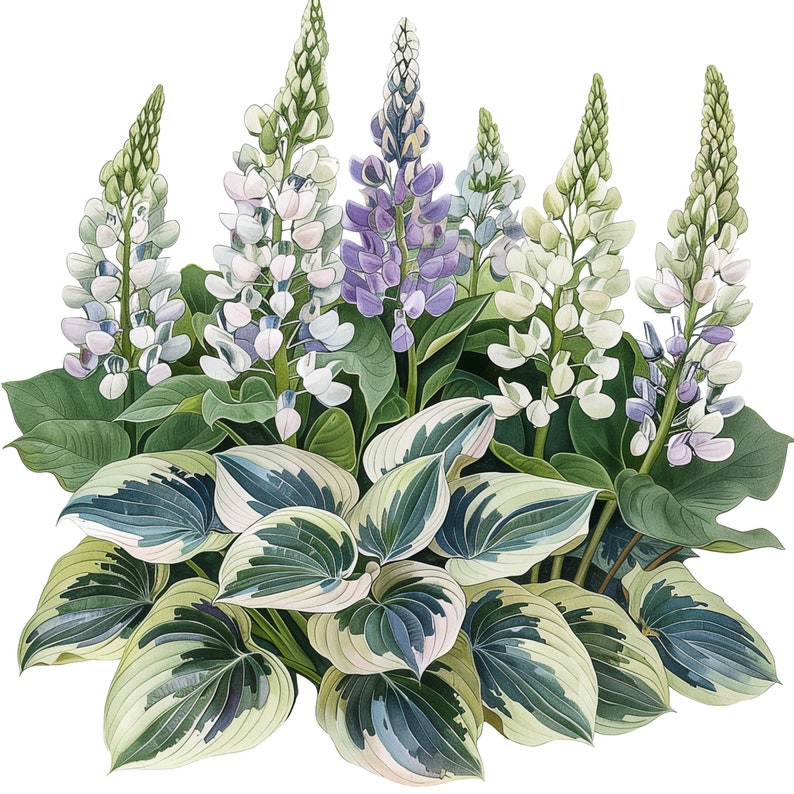 Hosta-bloom Plant Bundle, Watercolor Garden Flower Composition, Plants ...