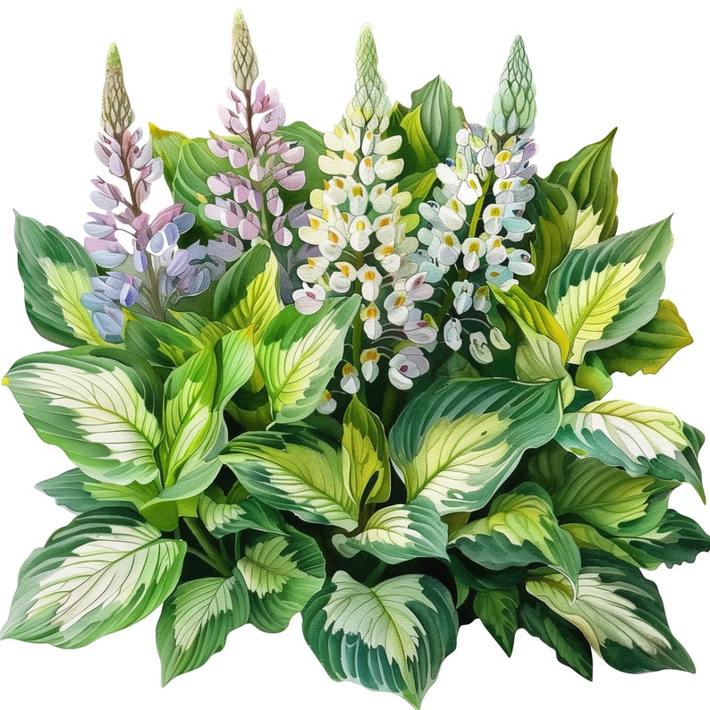 Hosta-bloom Plant Bundle, Watercolor Garden Flower Composition, Plants ...