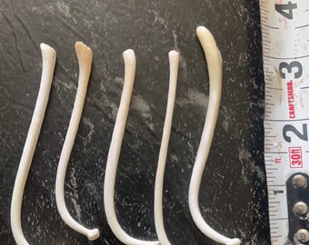 Raccoon Baculum Bone XL Oddities Halloween Decor Animal Bones ...