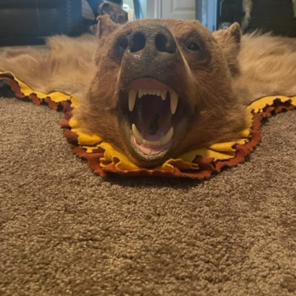 Real Bear Skin Rug - Etsy