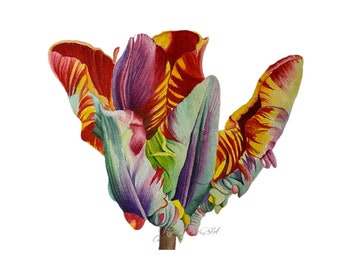 Pink Parrot Tulip Watercolor Print, Flower Art, Pink Flower Art - Etsy