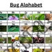 Bug Alphabet and Word Cards - Etsy