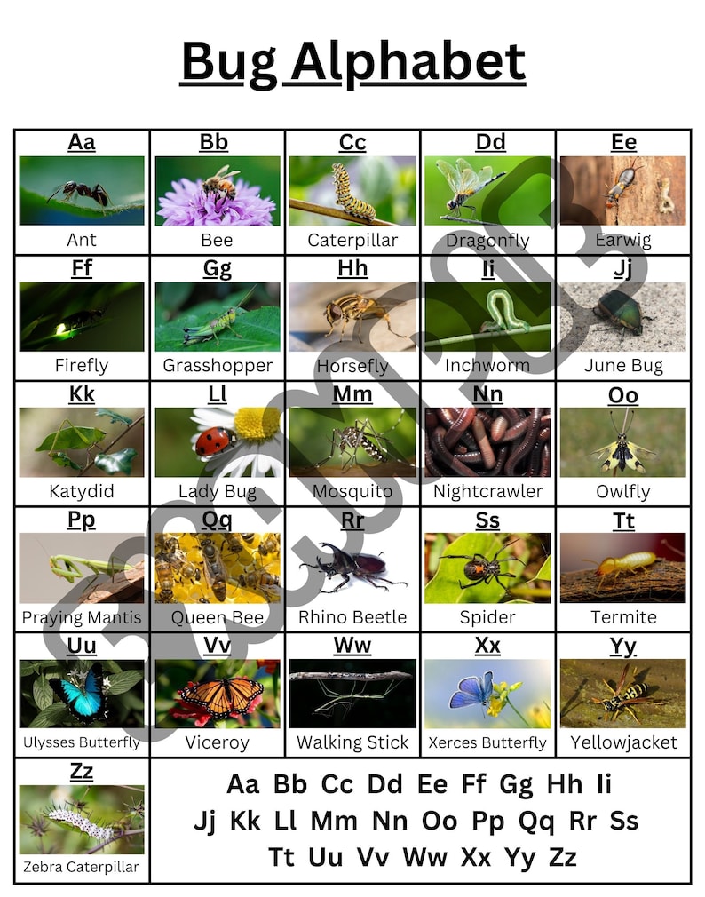 Bug Alphabet and Word Cards - Etsy