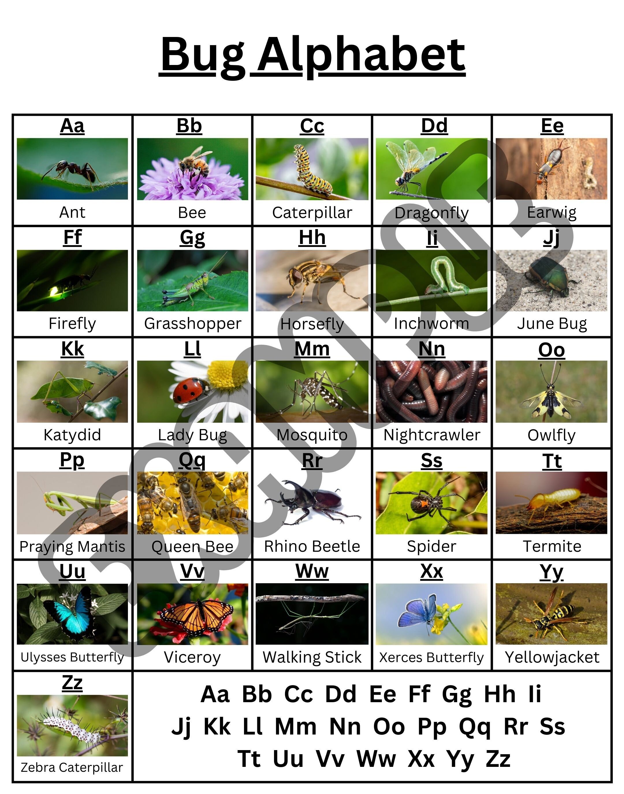 Bug Alphabet and Word Cards - Etsy