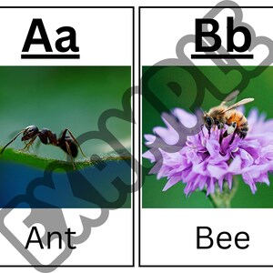 Bug Alphabet and Word Cards - Etsy