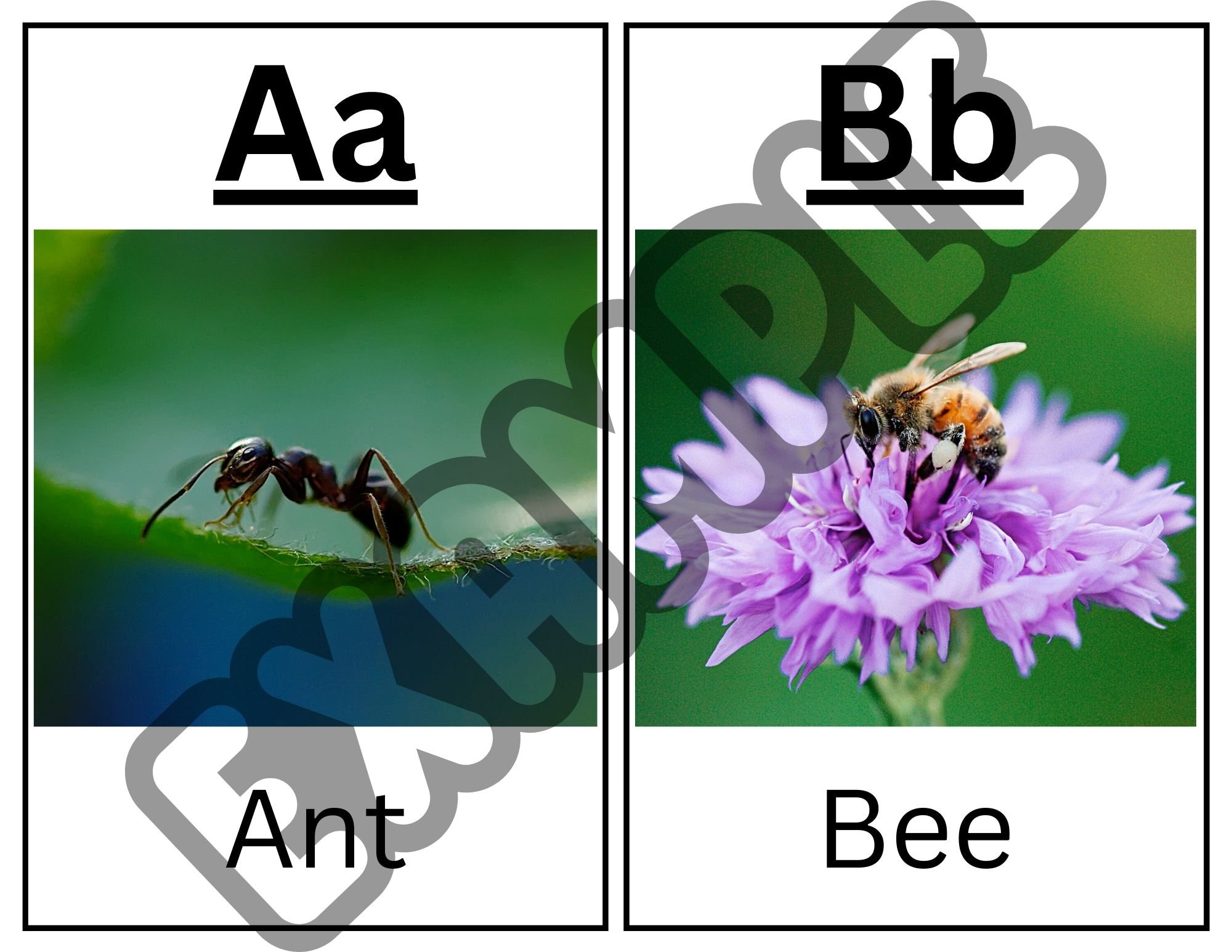 Bug Alphabet and Word Cards - Etsy