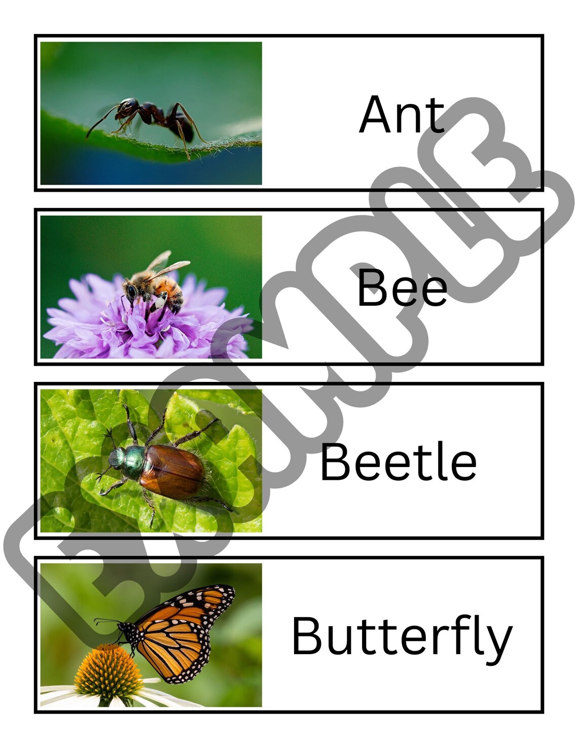 Bug Alphabet and Word Cards - Etsy