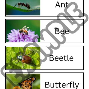 Bug Alphabet and Word Cards - Etsy