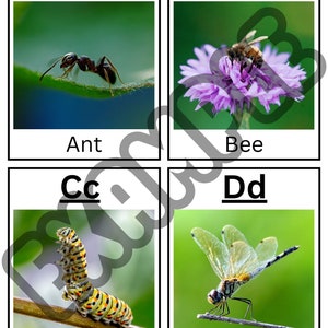 Bug Alphabet and Word Cards - Etsy