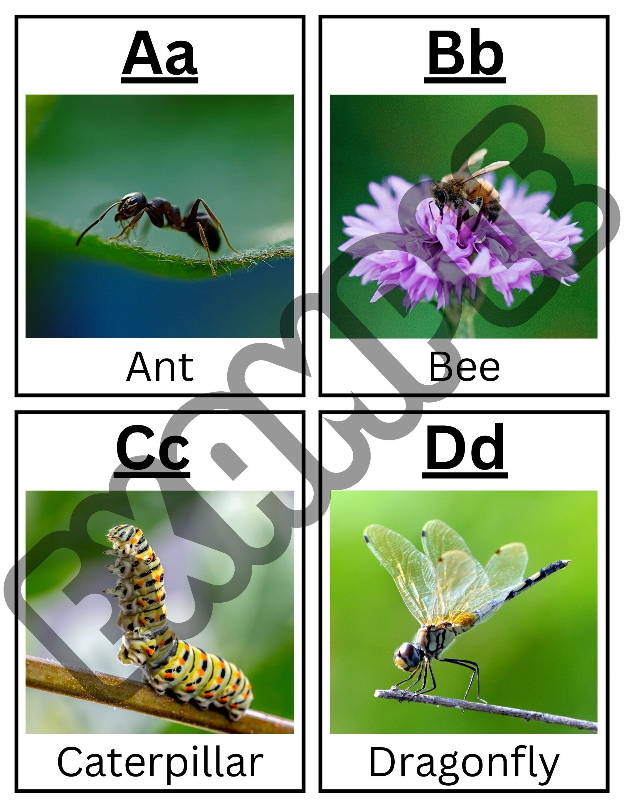 Bug Alphabet and Word Cards - Etsy