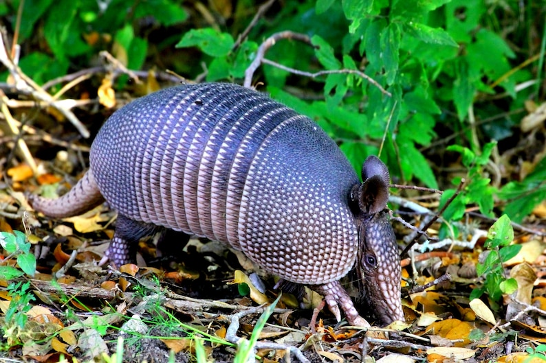 Wall Hanging, Home Decor, Digital Download, Printable, Armadillo ...