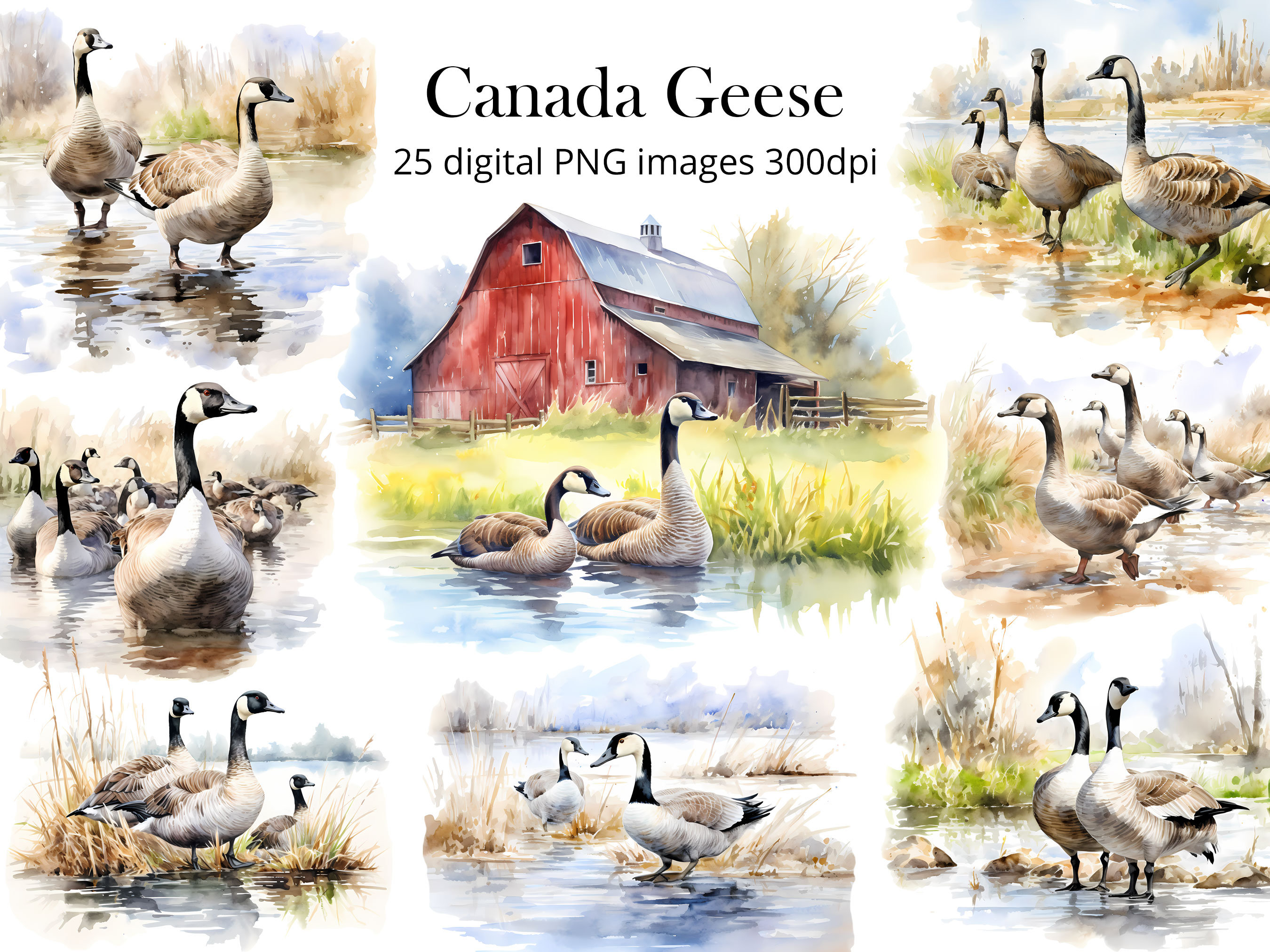 Canada Geese Watercolor Clipart, PNG Clip Art Files, Instant Download ...